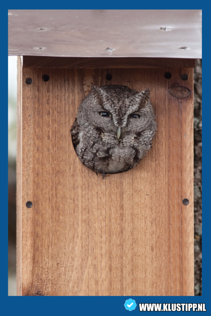 bouwtekening uilenkast maken plan Archieven - Doe Het Zelver - Alles ...